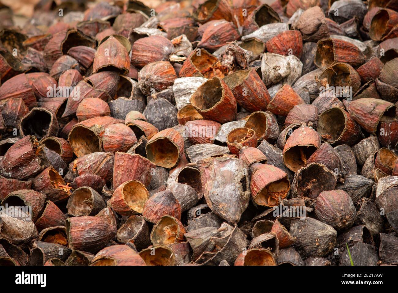 Outer shells of the Cacao fruits. Shells of cocoa fruit after seeds ...