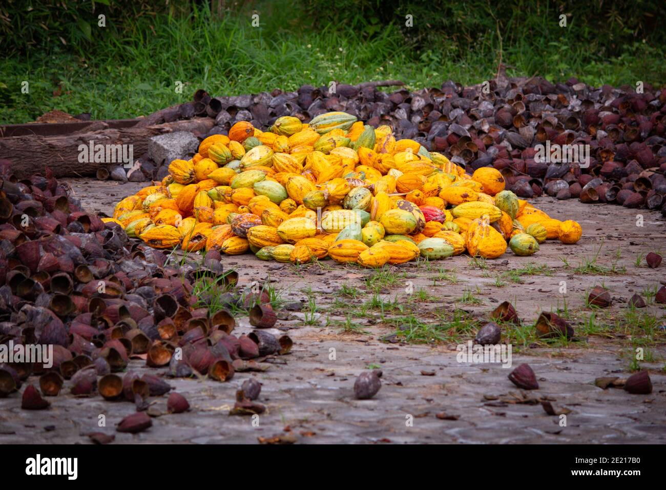 View of harvested and outer shells of the Cacao fruits. in a heap ...