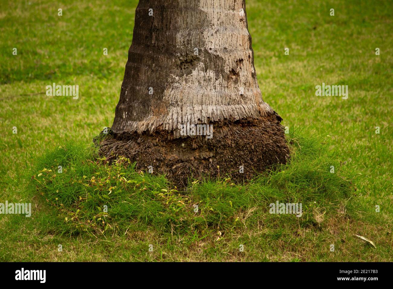 View of coconut tree base roots with beautiful lawn for recreation ...