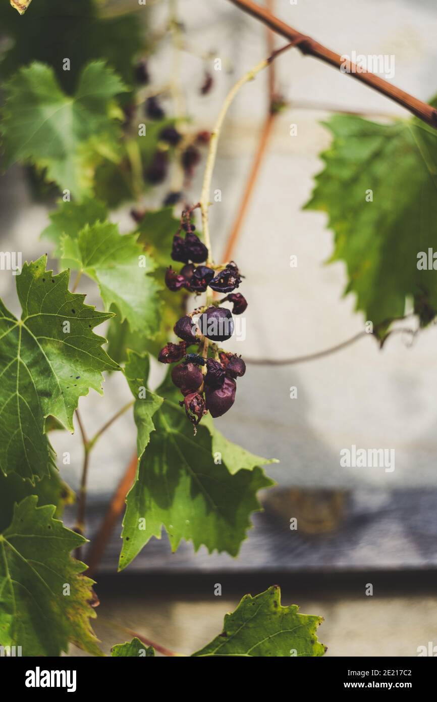 Selective focus of the ripe dried red grapes in the vineyard Stock ...