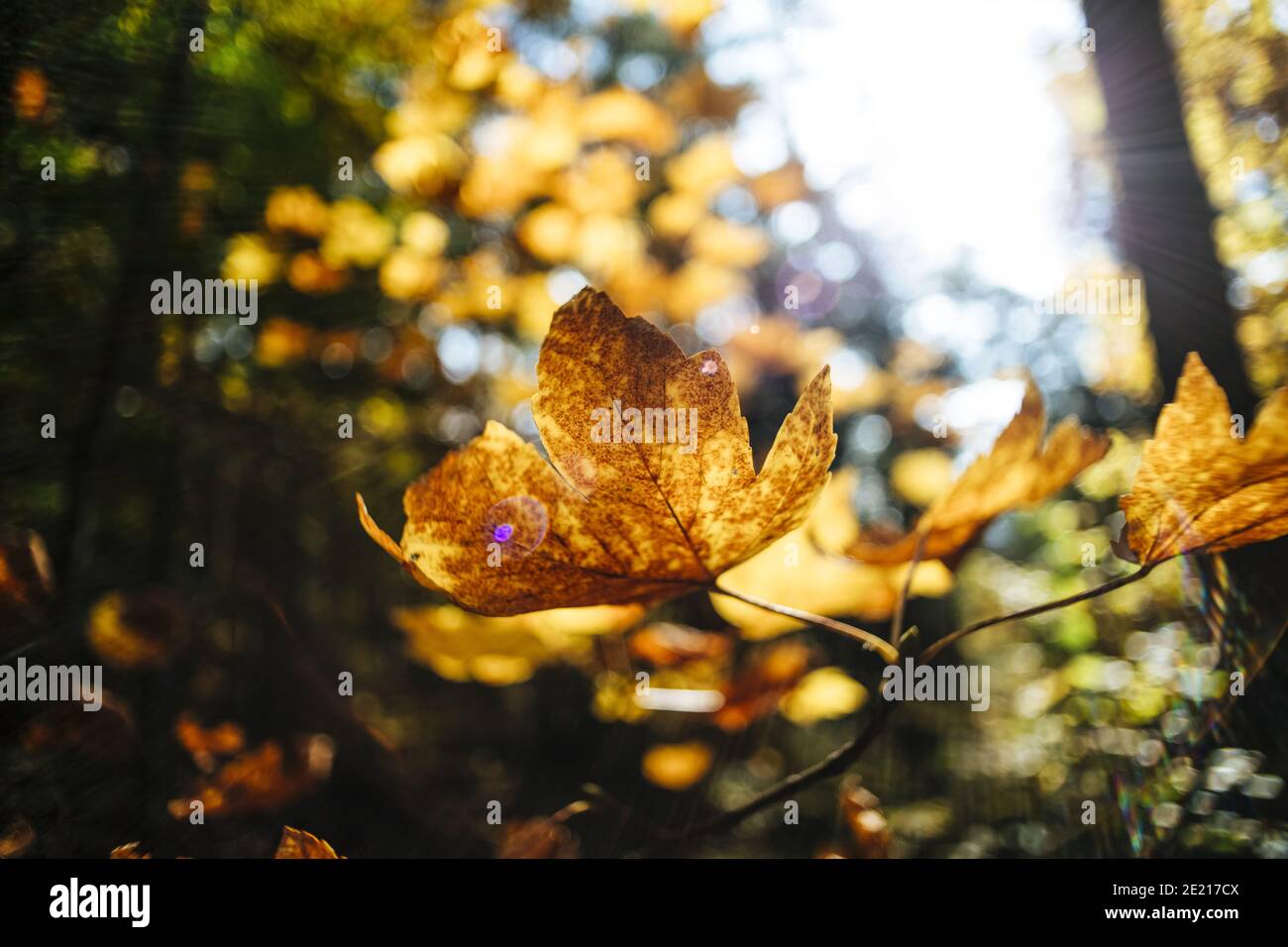 Selective focus of the golden leaves gleaming under the sunrays on the ...