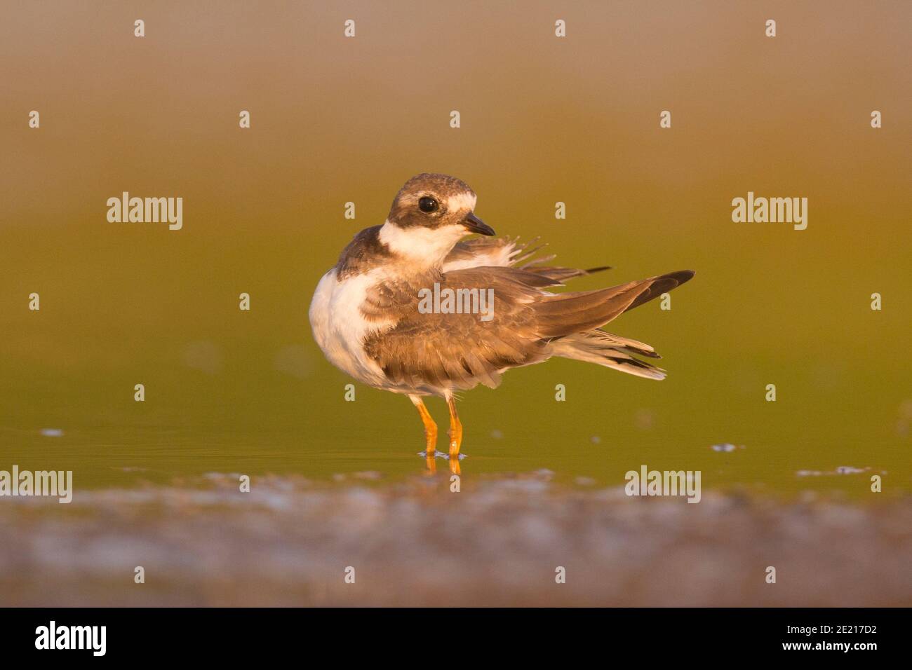 Ringed plover also Common ringed plover (Charadrius hiaticula) are ...