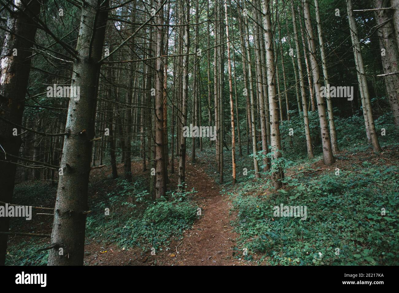 Mesmerizing shot of a thick forest with tall trees and a narrow ...