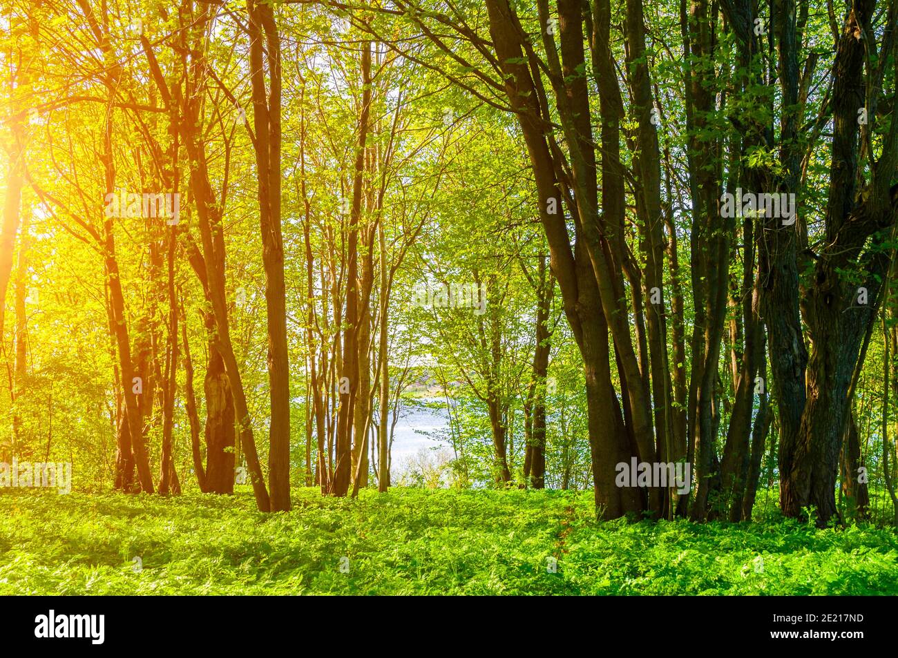 Spring forest landscape in sunny weather - forest trees lit by soft ...