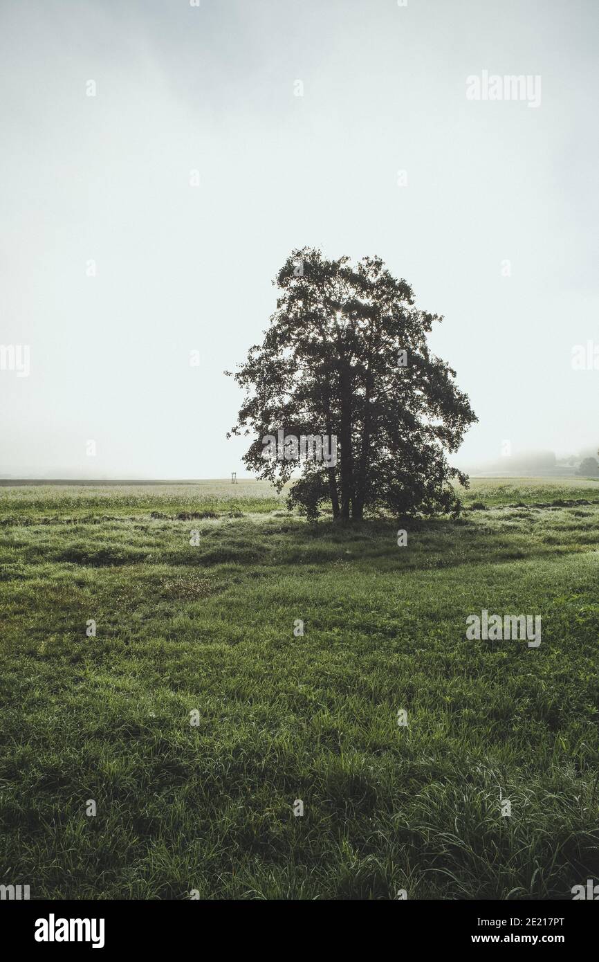 Vertical shot of a tree grown in the grassland under the clear sky ...