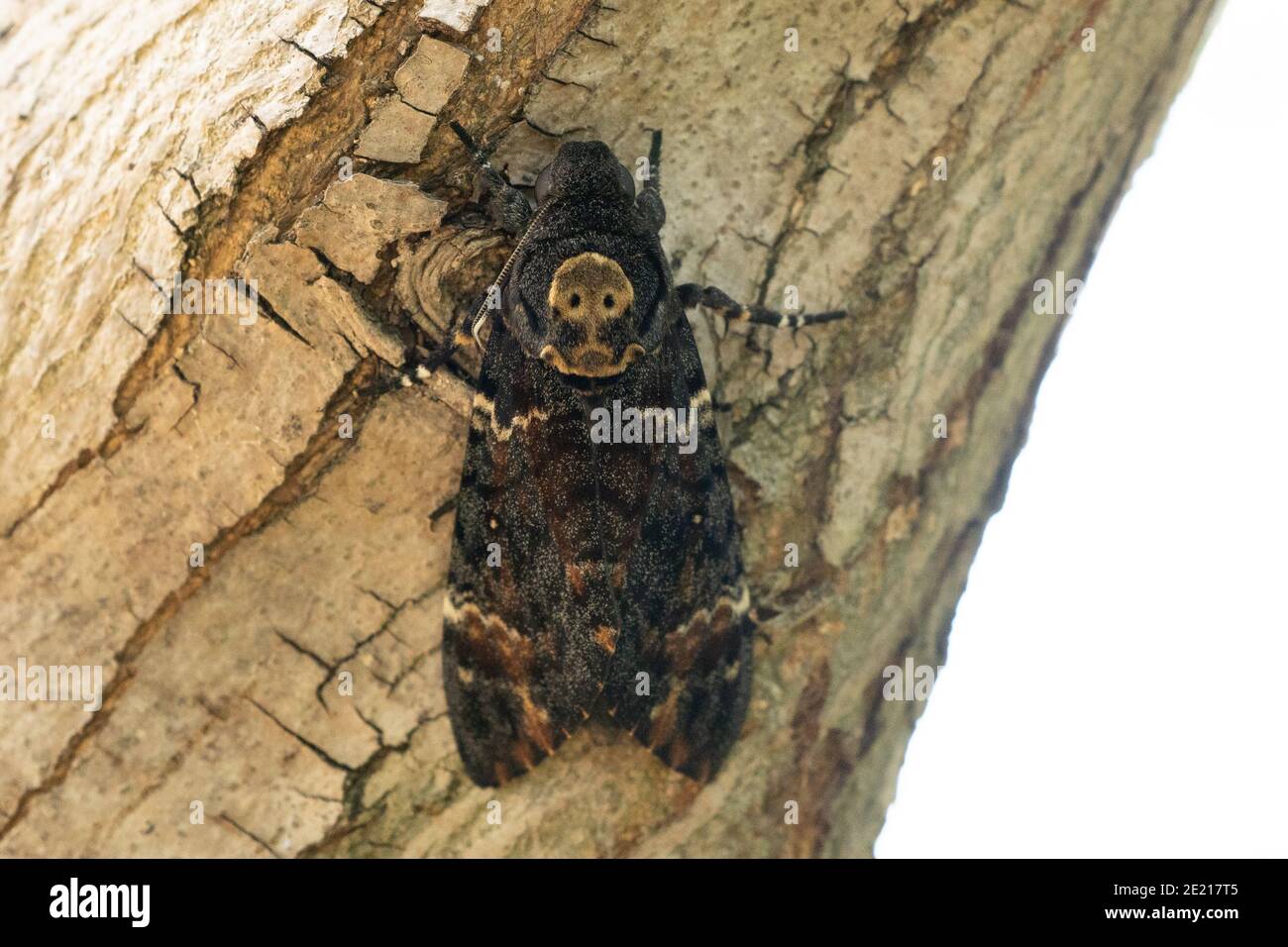 Acherontia atropos, the (African) death's-head hawkmoth, Death's-head ...