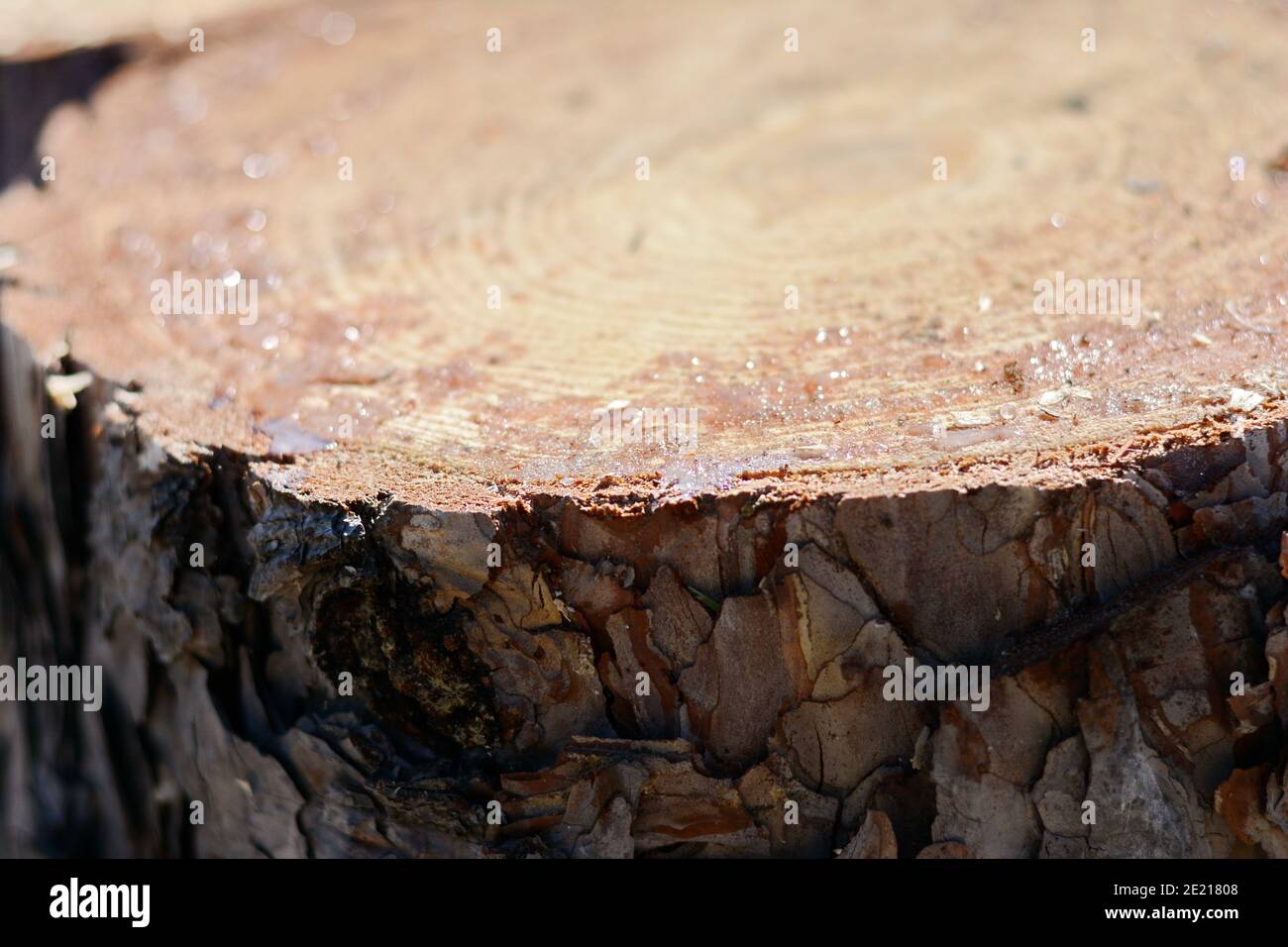 Firewood isolated on white. Log Isolated on a white. Log fire wood ...