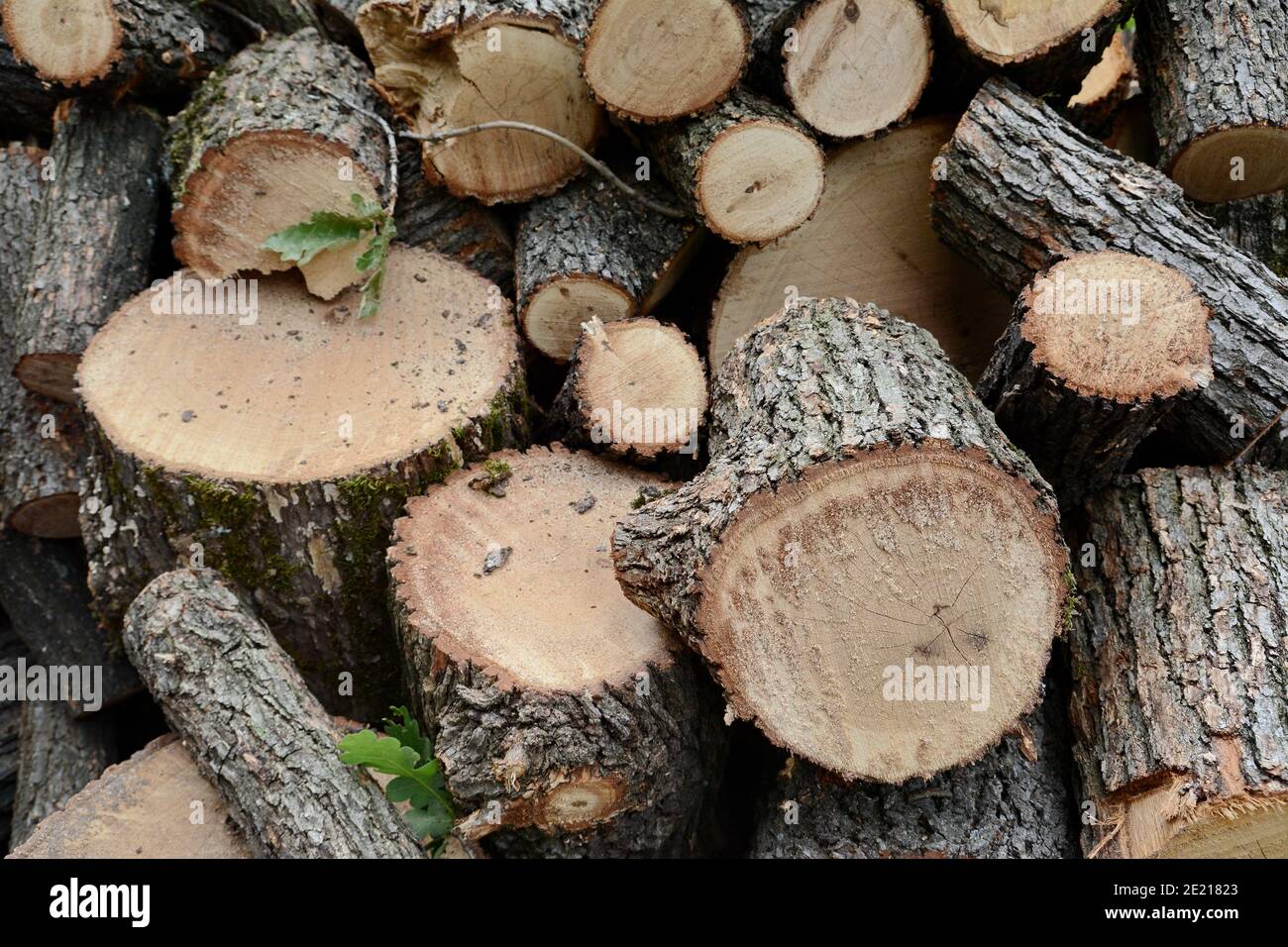 Firewood isolated on white. Oak Log Isolated on a white. Log fire wood ...