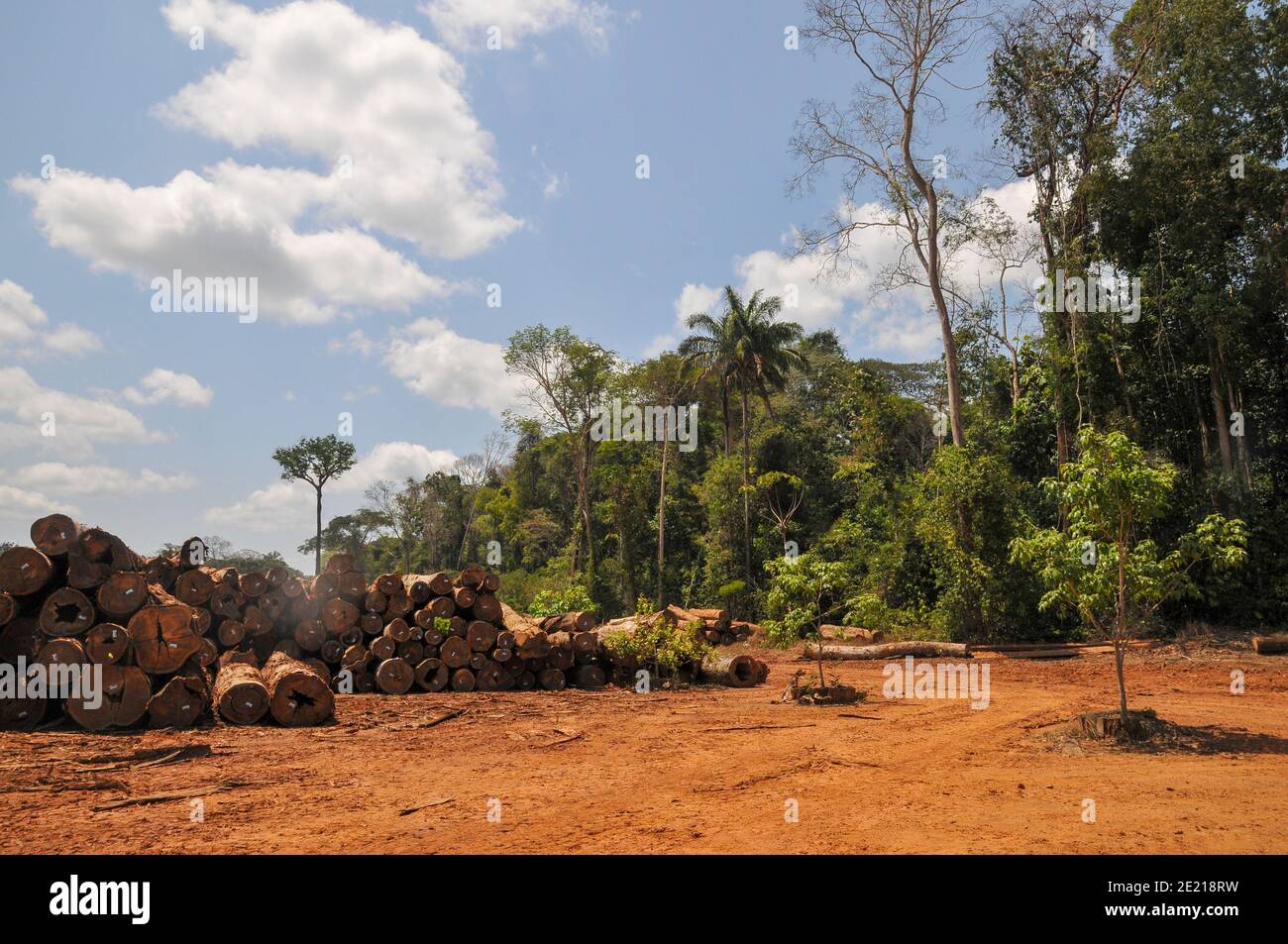 Logging activities in the Brazilian Rainforest causes large scale ...