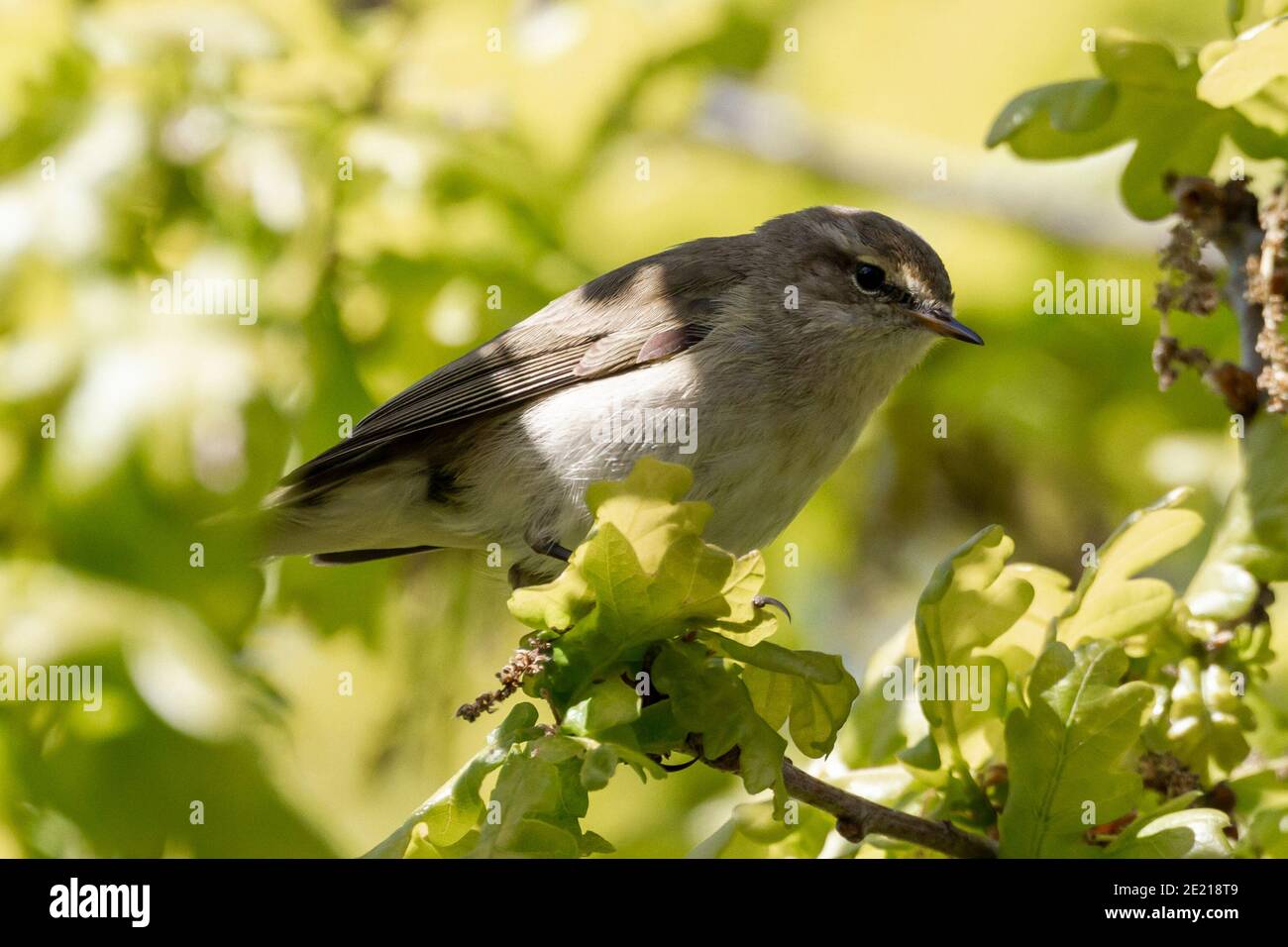 Chiffchaff phylloscopus collybita hi-res stock photography and images ...