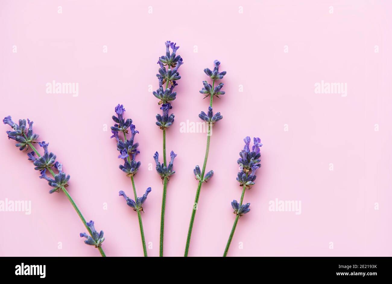 Fresh flowers of lavender, top view on pink background Stock Photo - Alamy