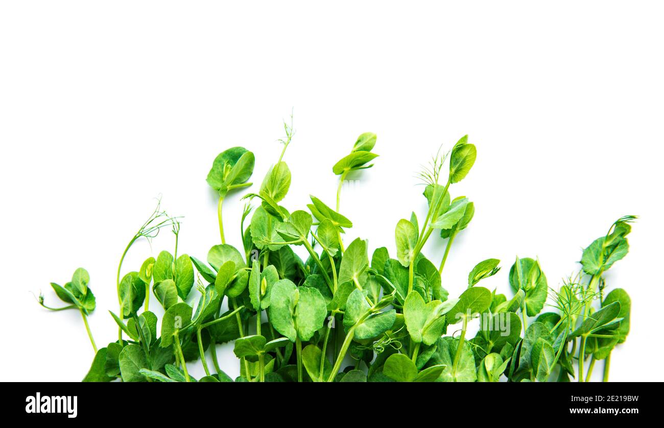 Peas pea shoots seedlings hi-res stock photography and images - Alamy