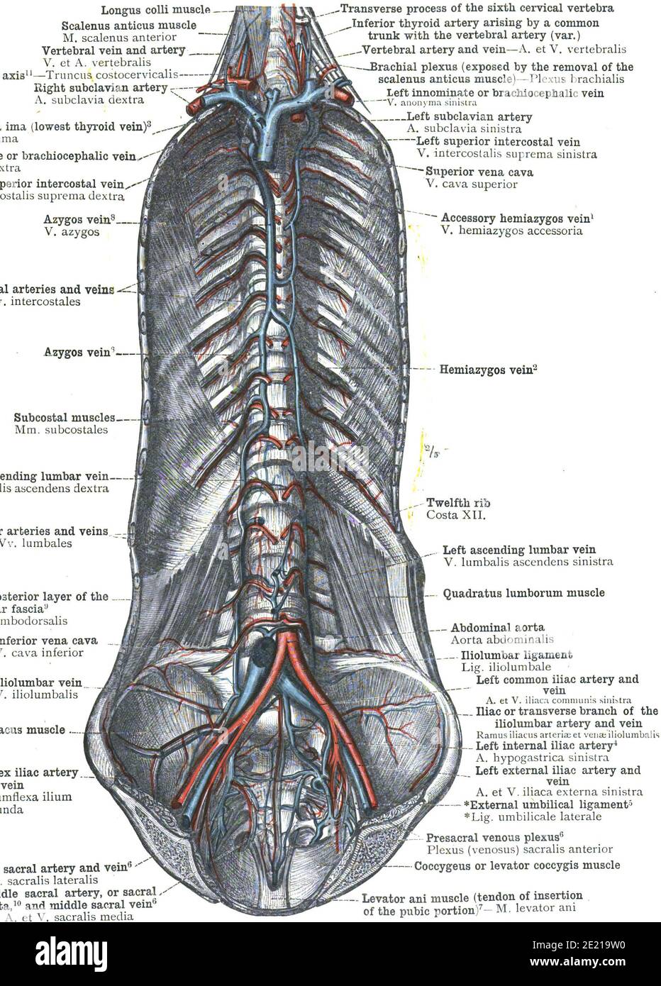 Closeup of a page from atlas of human anatomy book Stock Photo - Alamy