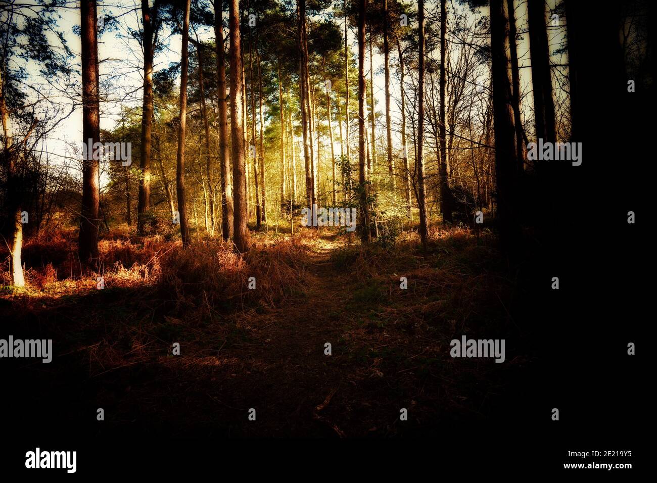 Shades of trees hi-res stock photography and images - Alamy