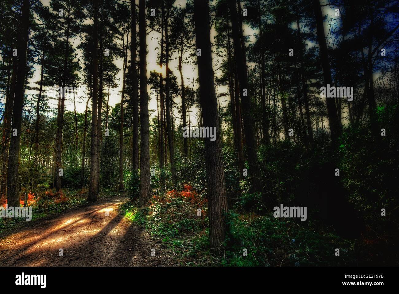 Shades of trees hi-res stock photography and images - Alamy