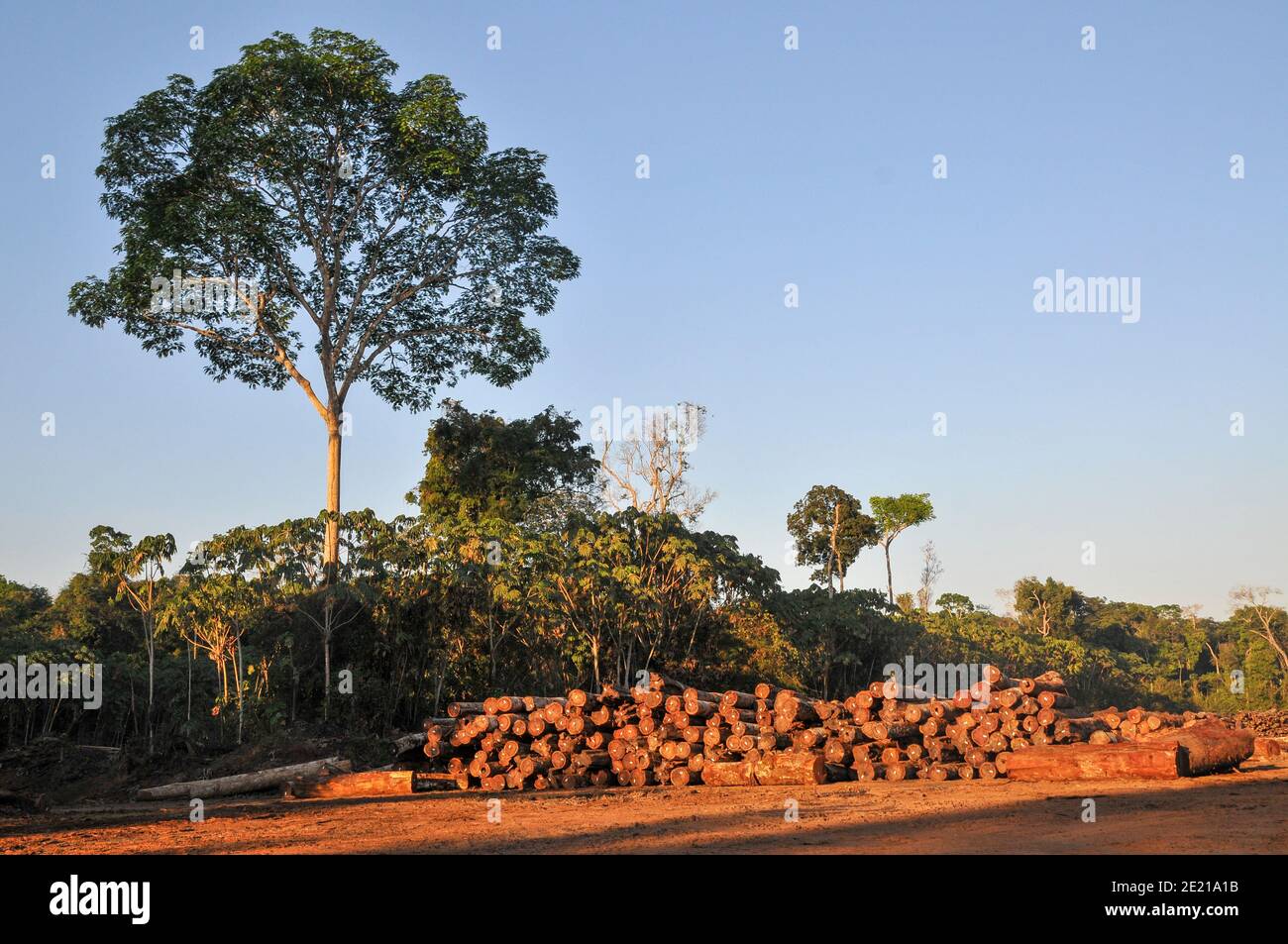 Logging activities in the Brazilian Rainforest causes large scale ...