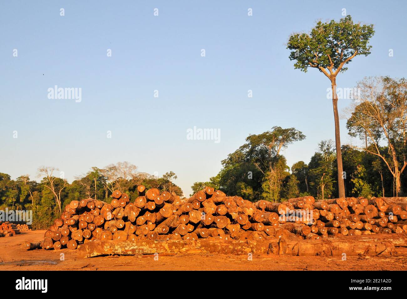 Logging activities in the Brazilian Rainforest causes large scale ...