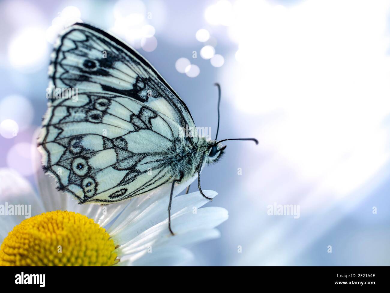 Galatea butterfly close-up on a daisy flower in the rays and glare of ...