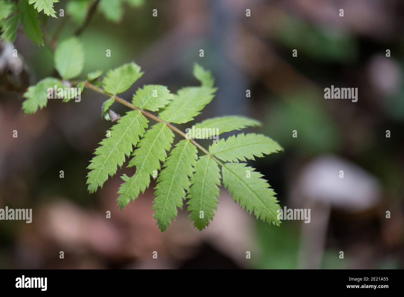 Vertical shot of a plant leaf outdoors Stock Photo - Alamy
