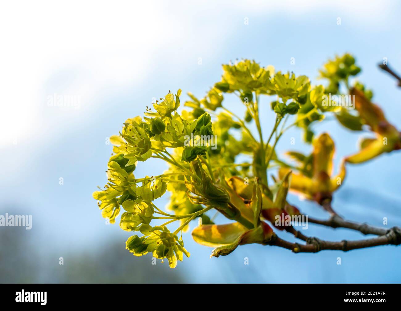 Maple flowers close-up during spring flowering Stock Photo - Alamy