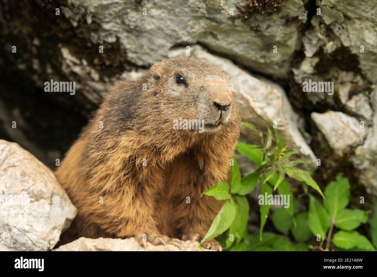 Selective focus closeup of a rabbit on the rocks Stock Photo - Alamy