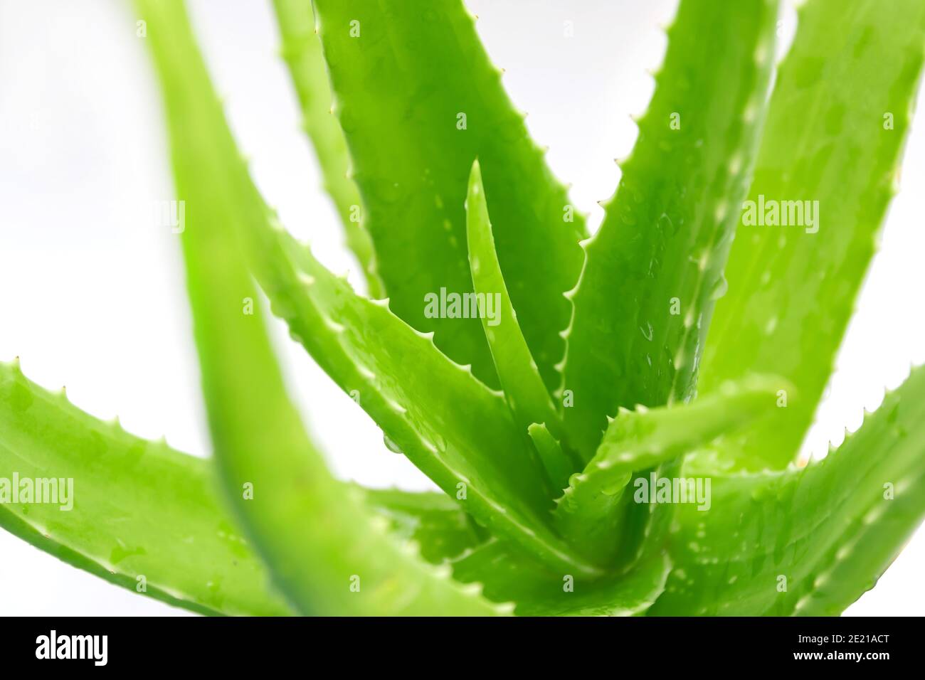 Aloe vera stems hi-res stock photography and images - Alamy