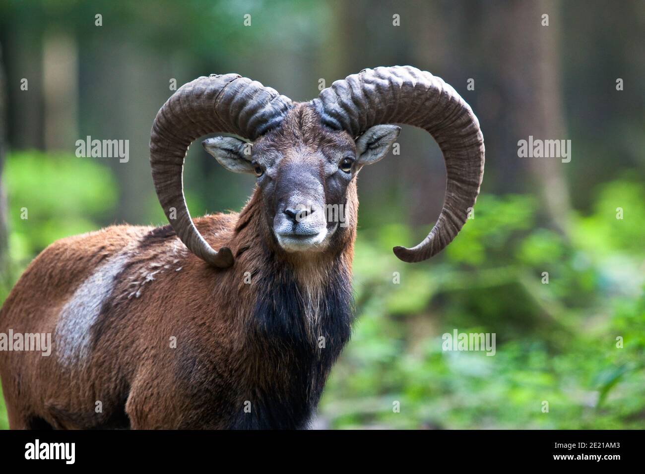 The European mouflon, Ovis orientalis musimon is the westernmost and ...