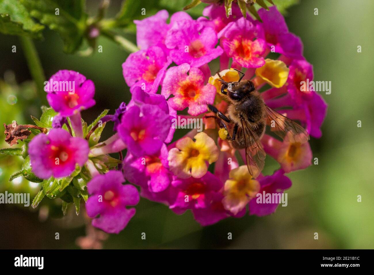 Spanish bee pollinating a flower hi-res stock photography and images ...