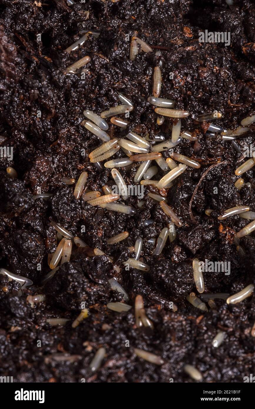 Grasshopper Eggs Hatch