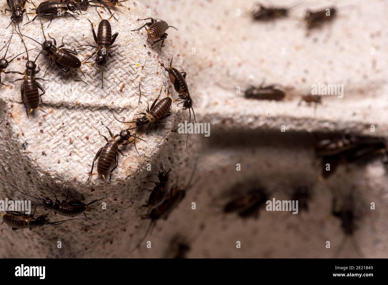 Small crickets just after hatching. Breeding of crickets. Food insects ...