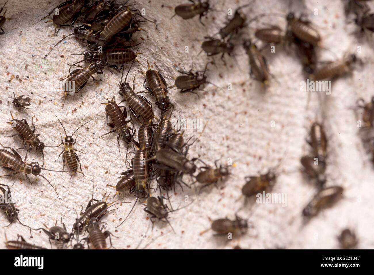 Small crickets just after hatching. Breeding of crickets. Food insects ...