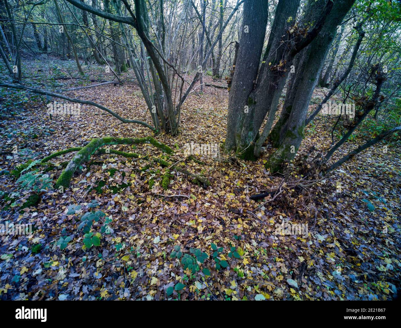 Autumnal leaf colour landscape in a Surrey woodland showing both fallen ...