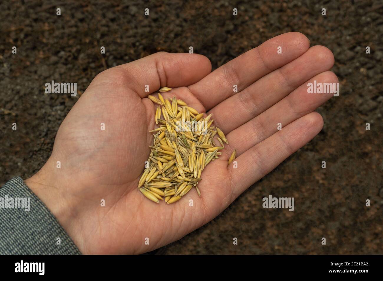 Grain planting grains hi-res stock photography and images - Alamy