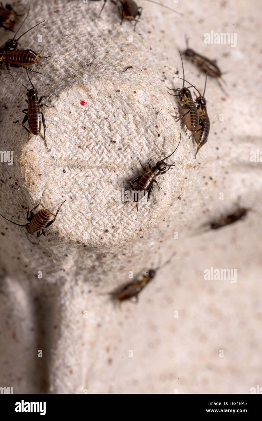 Small crickets just after hatching. Breeding of crickets. Food insects ...