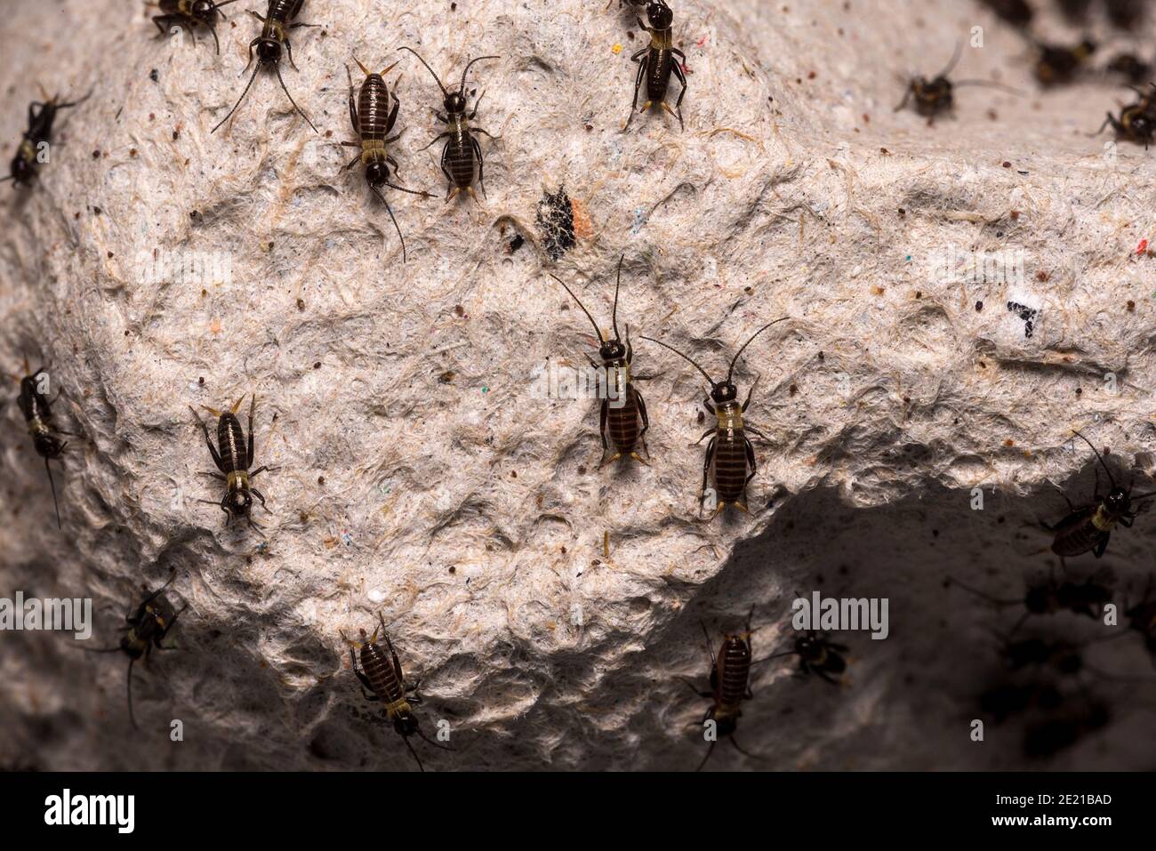 Grasshopper egg hatching hi-res stock photography and images - Alamy