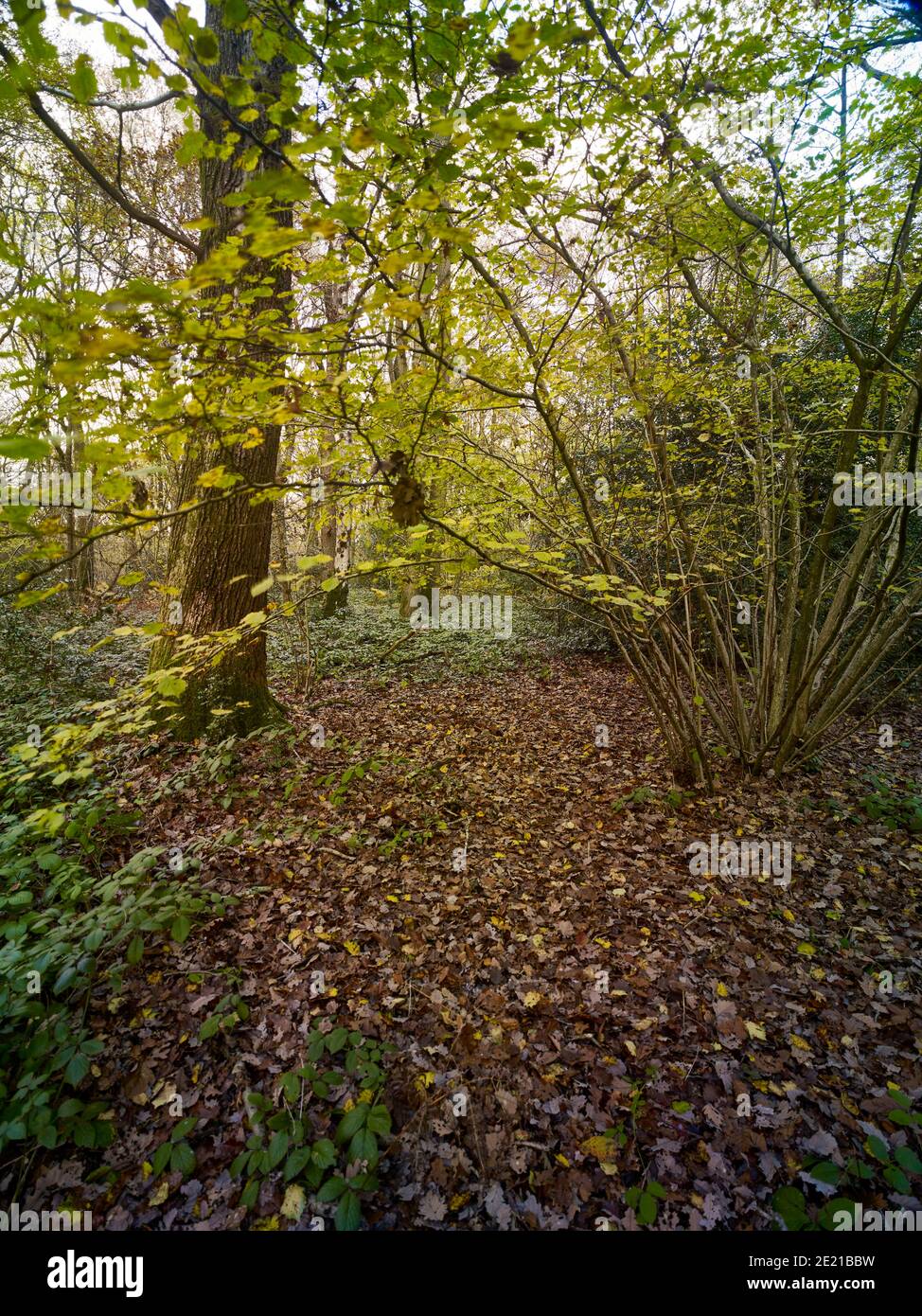Autumnal leaf colour landscape in a Surrey woodland showing both fallen ...