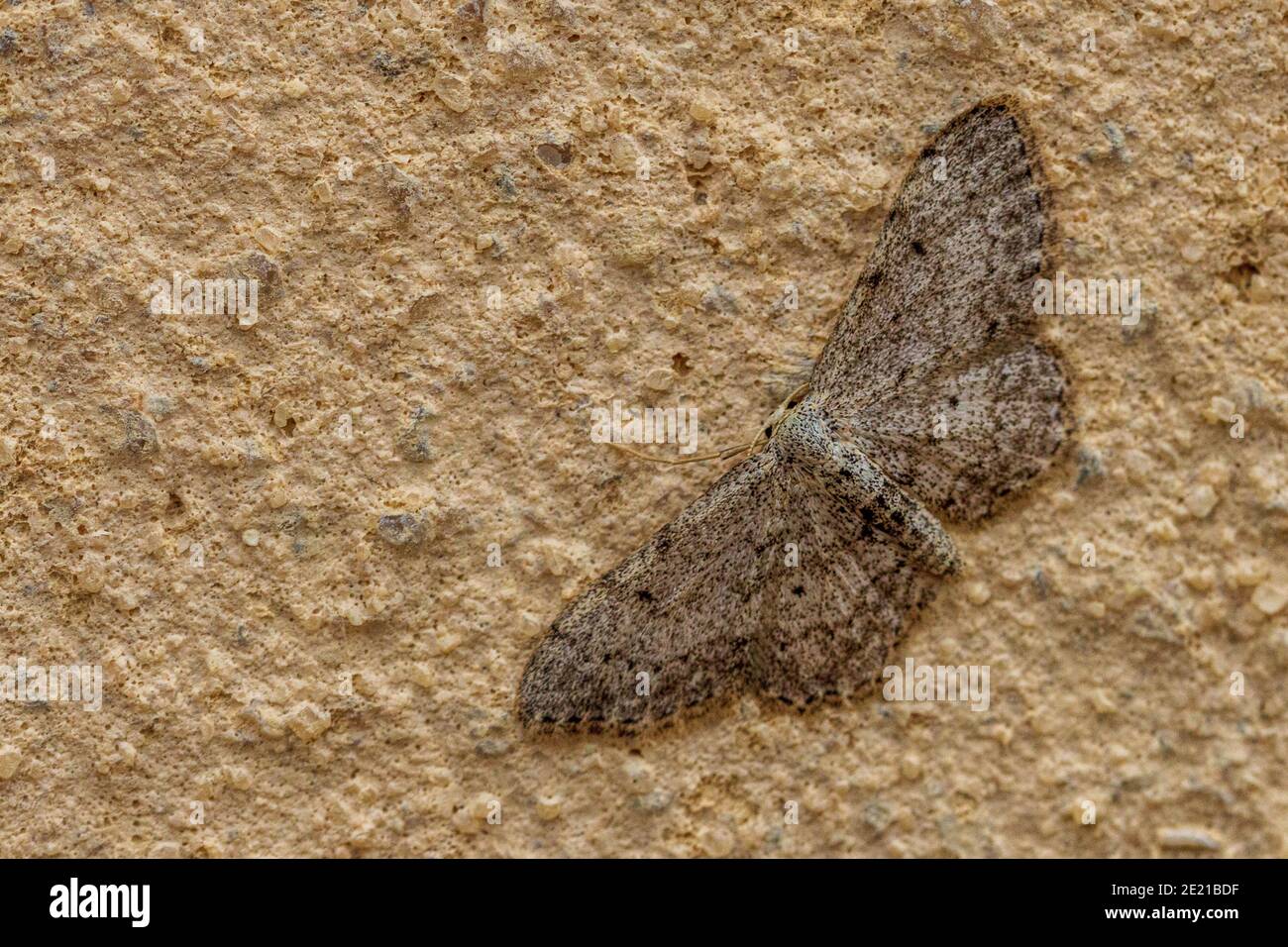 Geometrid moth up close hi-res stock photography and images - Alamy
