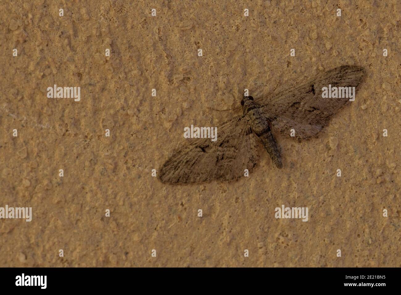 Looper moths hi-res stock photography and images - Alamy