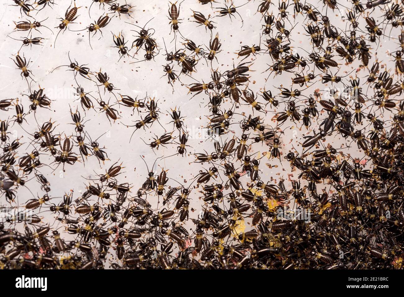 Grasshopper egg hatching hi-res stock photography and images - Alamy