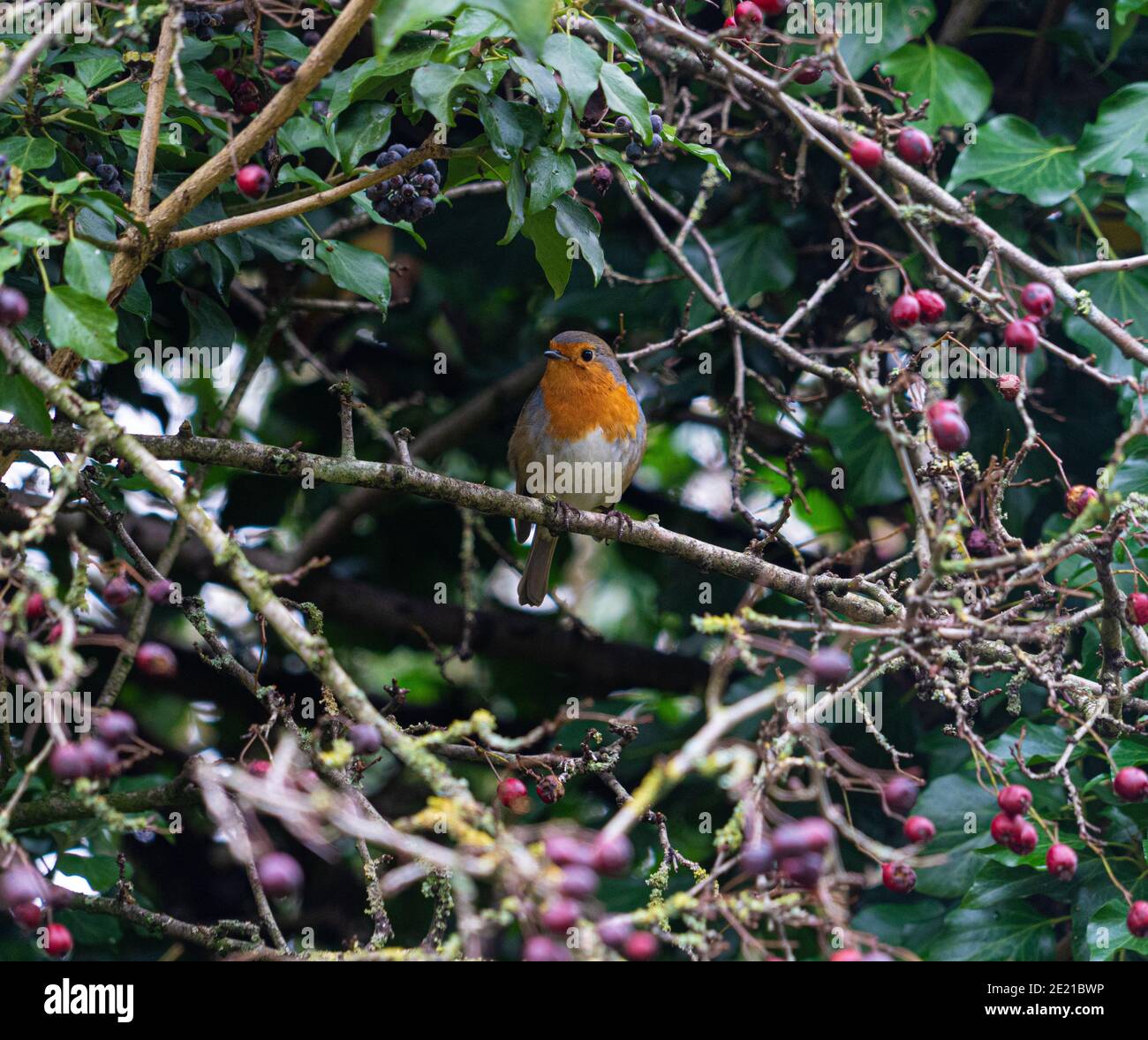 Illustration british robin bird hi-res stock photography and images - Alamy