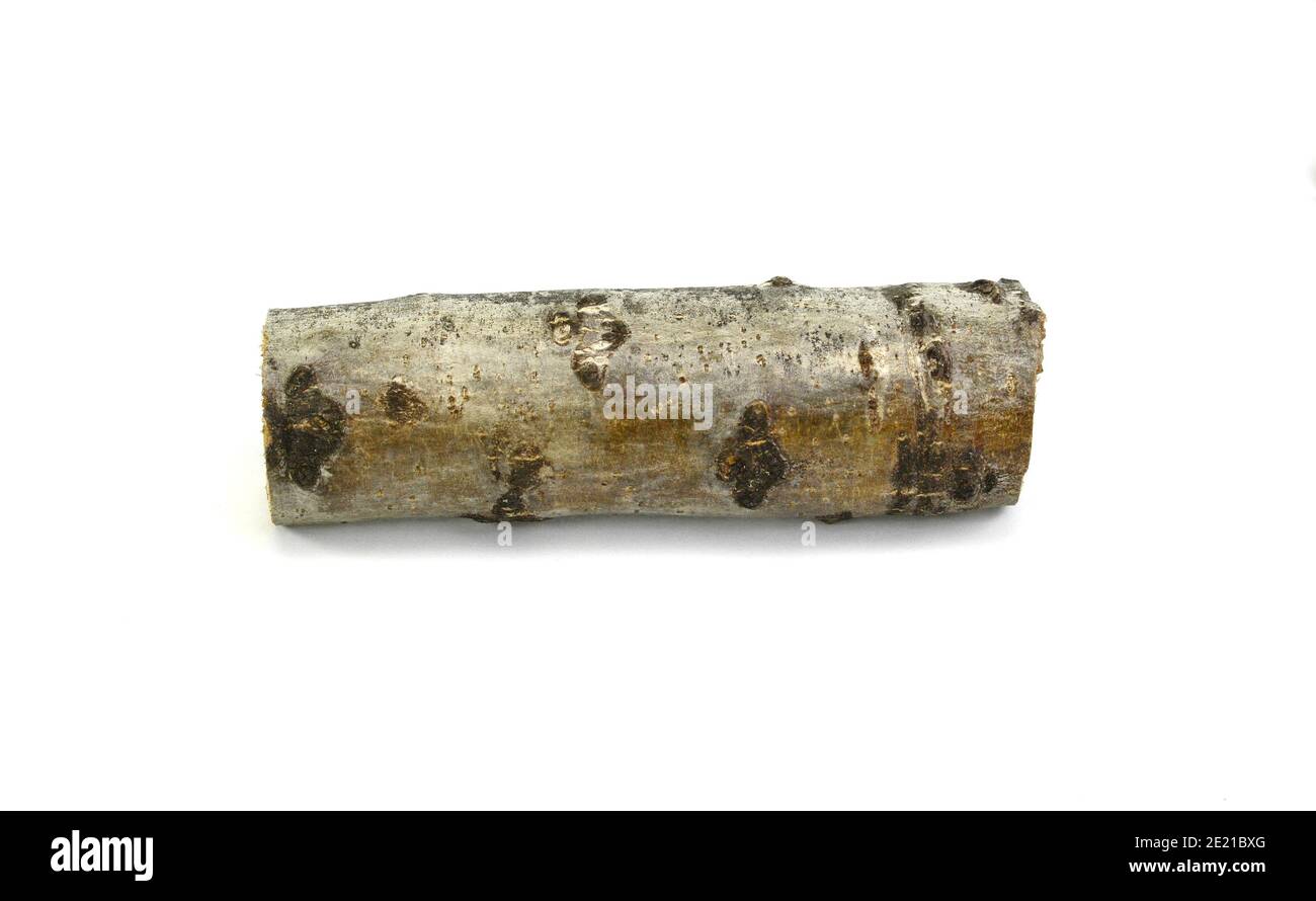 Walnut wood log Cut Out Stock Images & Pictures - Alamy