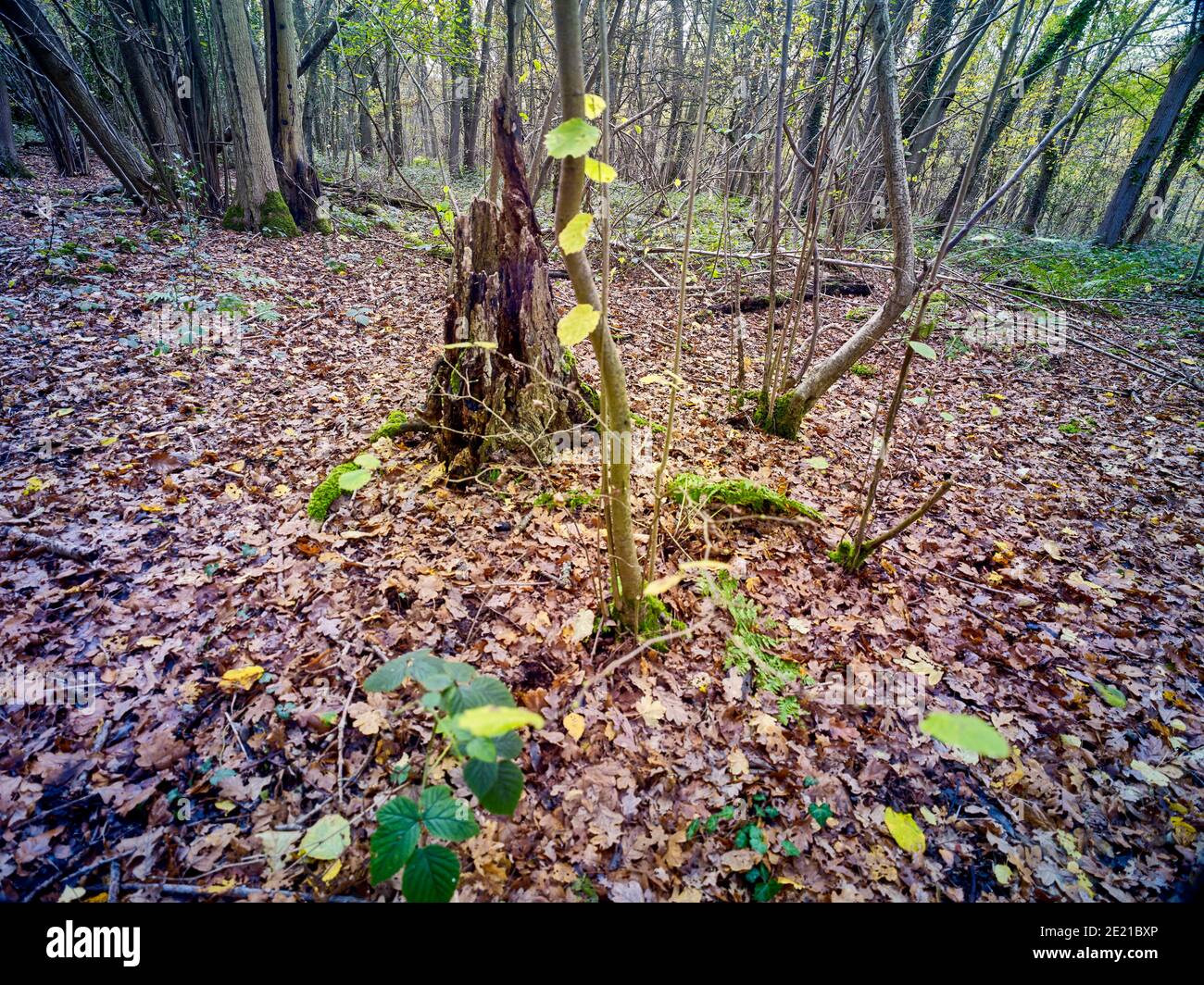 Autumnal leaf colour landscape in a Surrey woodland showing both fallen ...