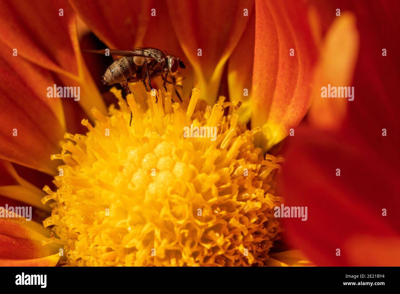 Coenosia insect hi-res stock photography and images - Alamy