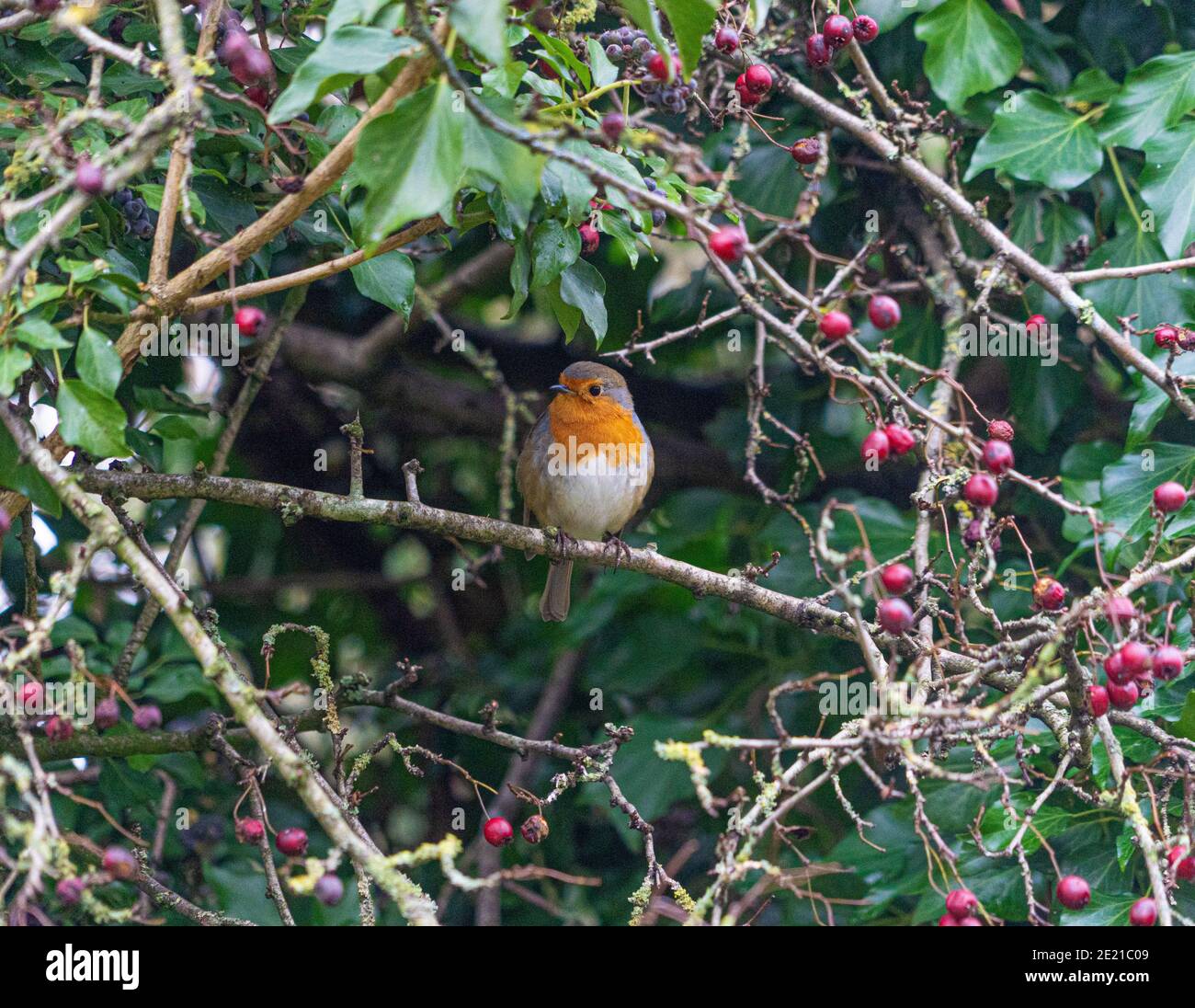 British Robin in HedgeRow with Spring Berries in Foreground ] Stock ...