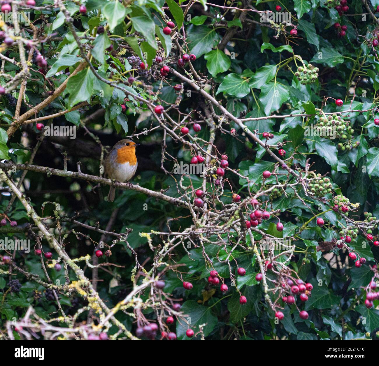 Illustration british robin bird hi-res stock photography and images - Alamy