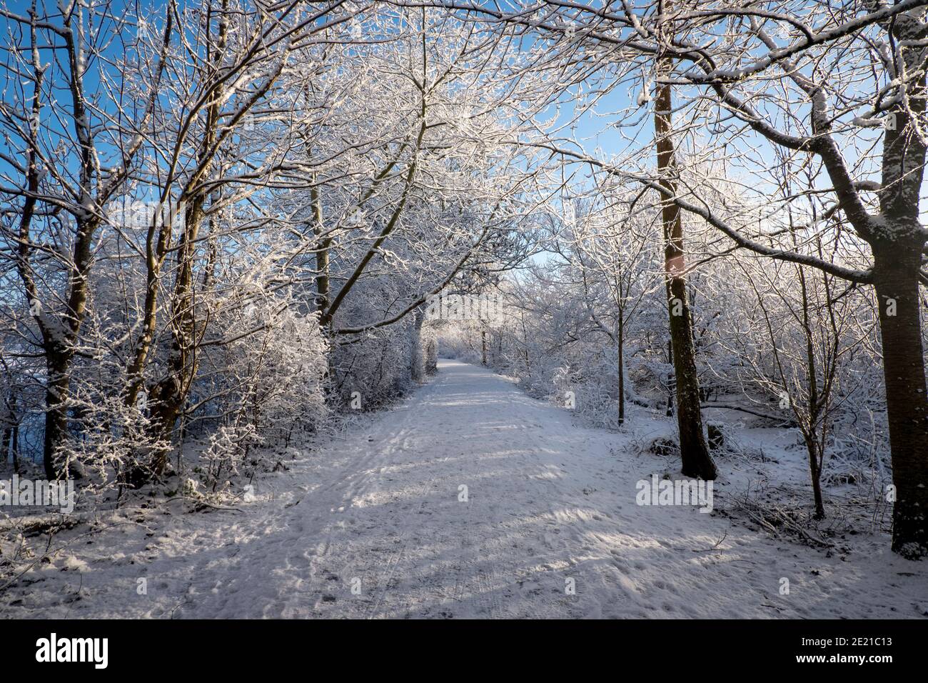 Tree lined snowy path Stock Photo - Alamy