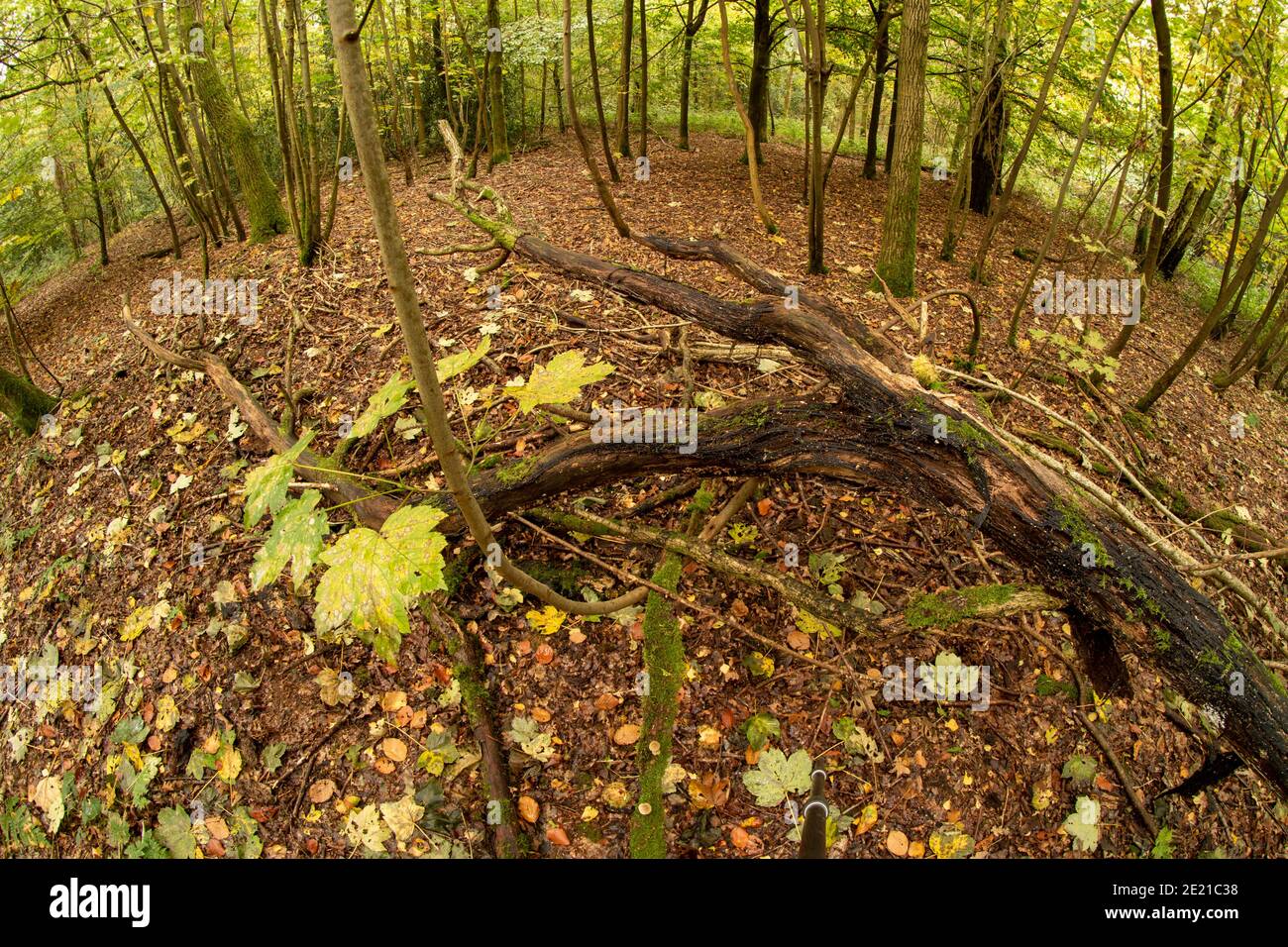 Autumnal leaf colour landscape in a Surrey woodland showing both fallen ...