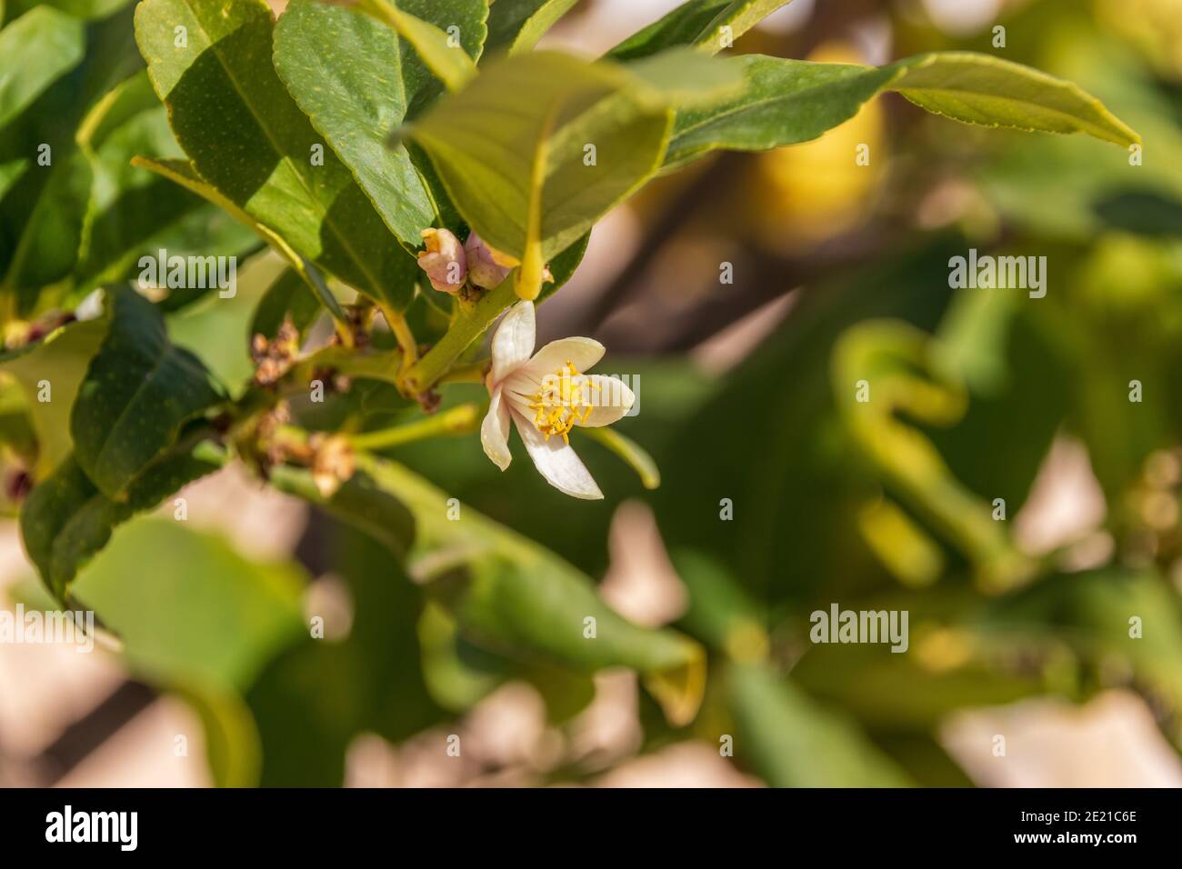 Spain andalucia lemon tree hi-res stock photography and images - Alamy