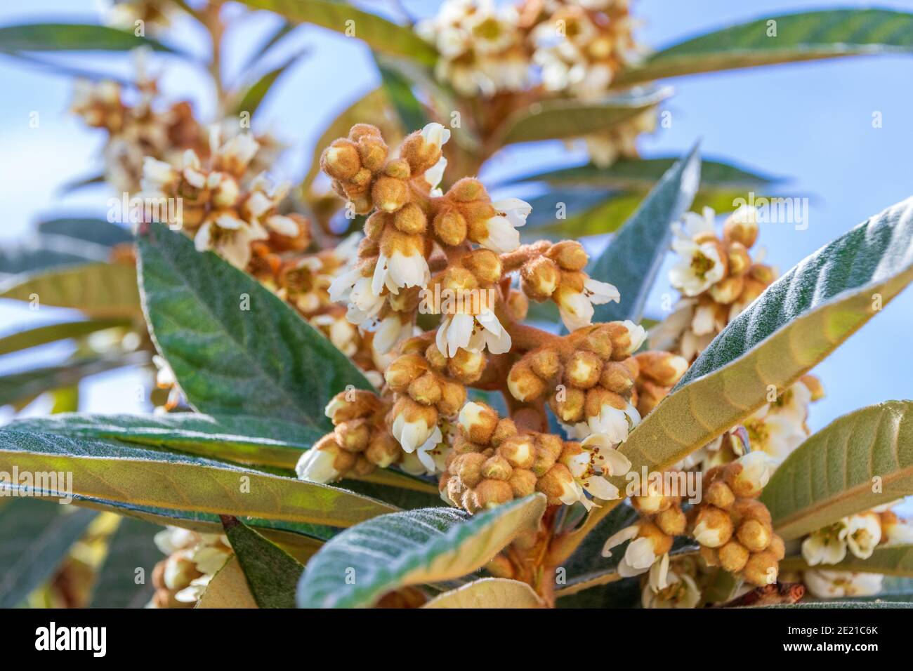 Eriobotrya japonica, Loquat Tree in Blossom Stock Photo - Alamy