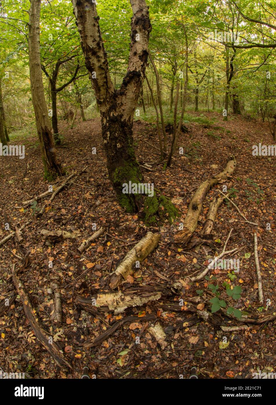 Autumnal leaf colour landscape in a Surrey woodland showing both fallen ...
